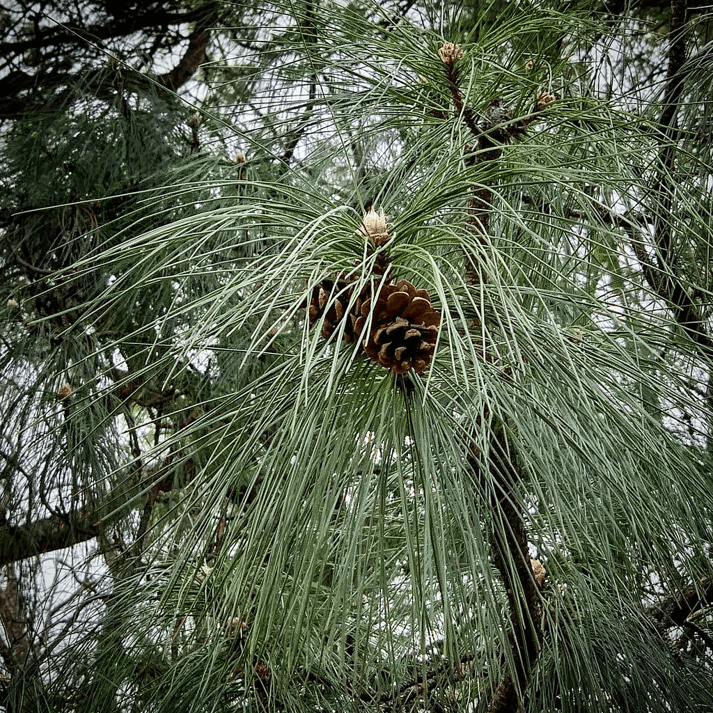 Pine Wood Bread